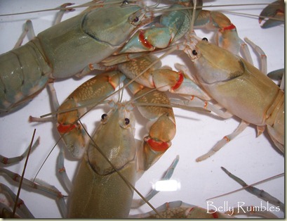 Cómo cocinar Yabbies Australianos en vivo-Belly Rumbles | ICIB Information
